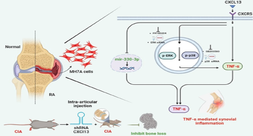 CXCL13 promotes TNF-α synthesis in rheumatoid arthritis through ...